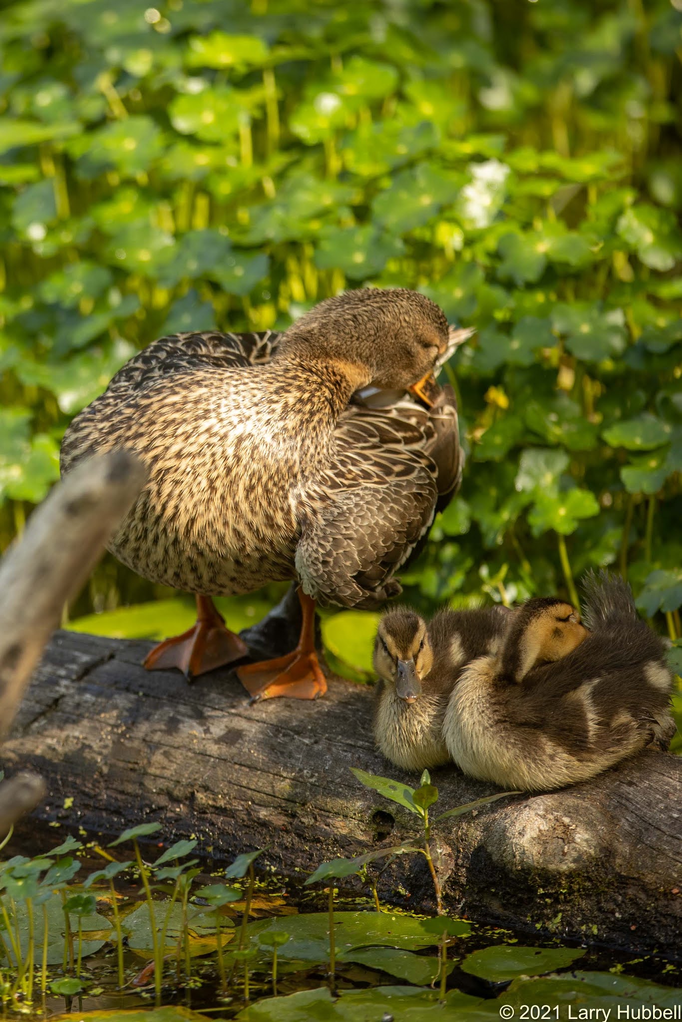 Union Bay Watch : Ducklings are Delightful