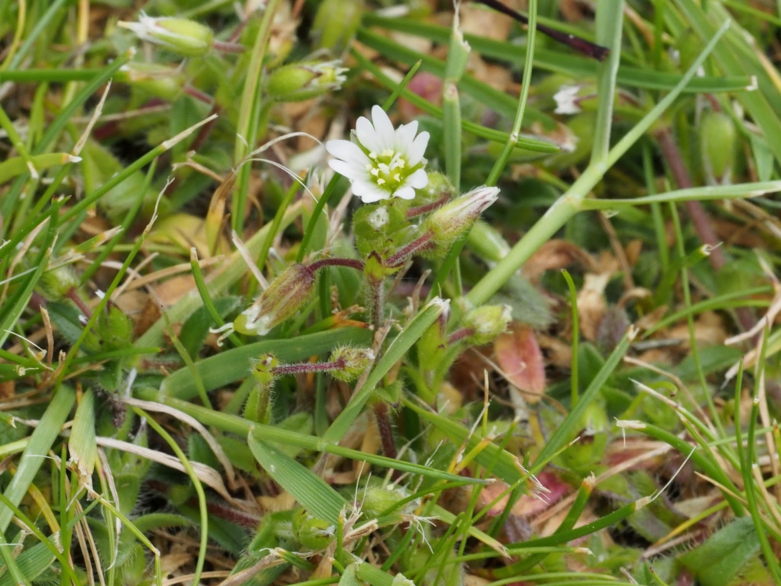 Bill's Birding: Weed culture