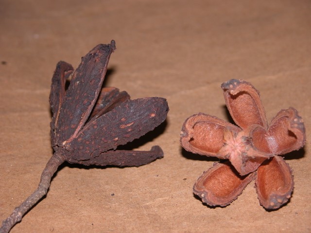 Argentina nativa: Cedro coya (Cedrela angustifolia)