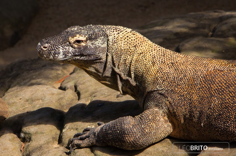 Dragão de Komodo