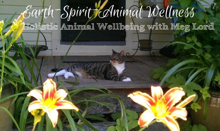 Earth Spirit Animal Wellness: Animal Intuitive Readings