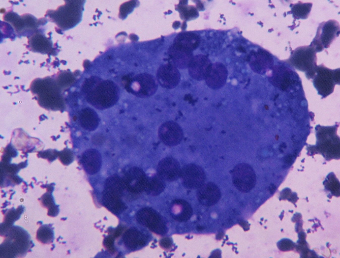 into the roots: A few crazy cells