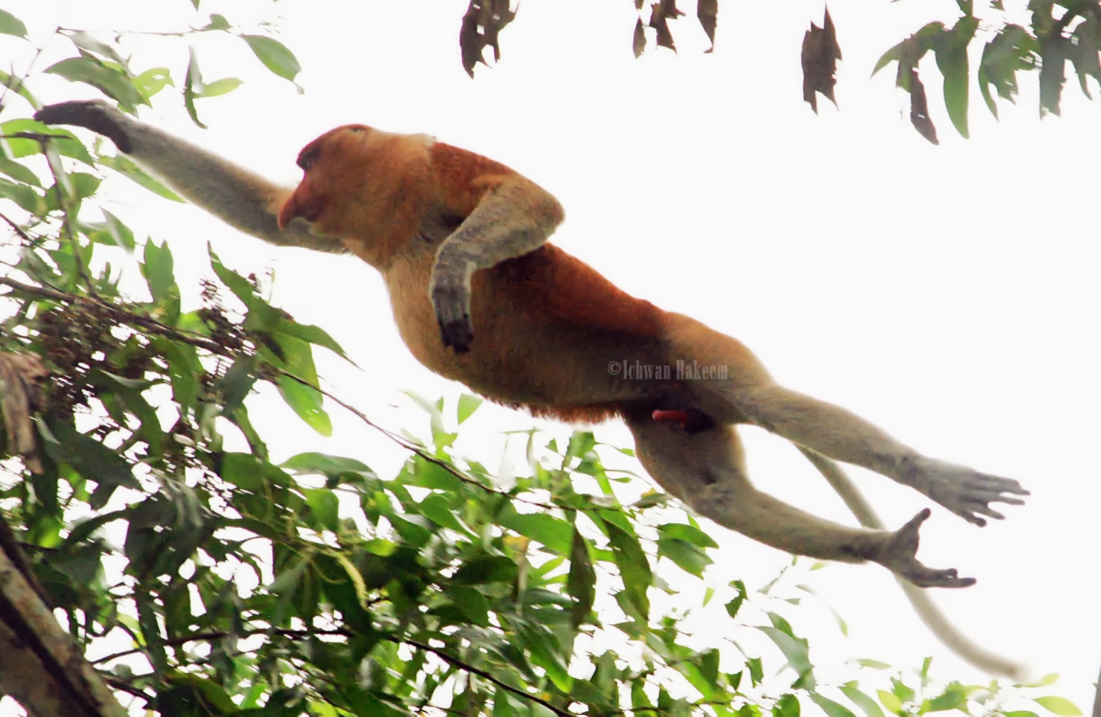 Photo 49 | BEKANTAN -WILD INDONESIA