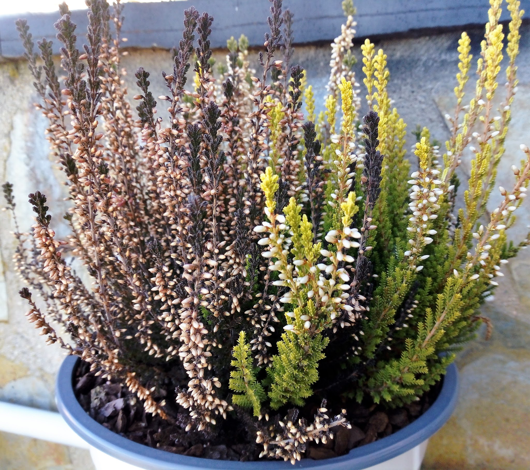 Biosfera vegetal.: Calluna o brecina (Calluna vulgaris (L.) Hull.).