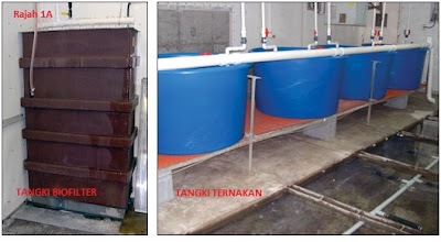 Keli Omega 3: Pengenalan kepada penternakan ikan dalam sistem RAS -bhg 3