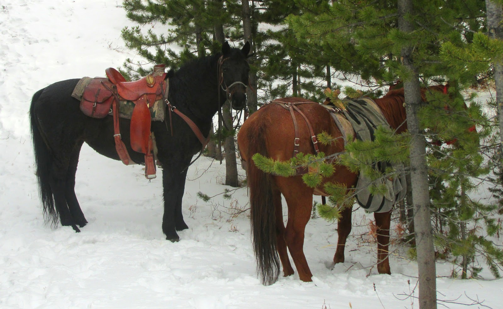 The Passionate Hiker: South Volcano Ridge