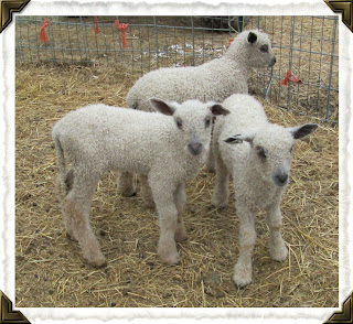 farmjournal: Puzzle, Moon Pie & Sheldon lambies!