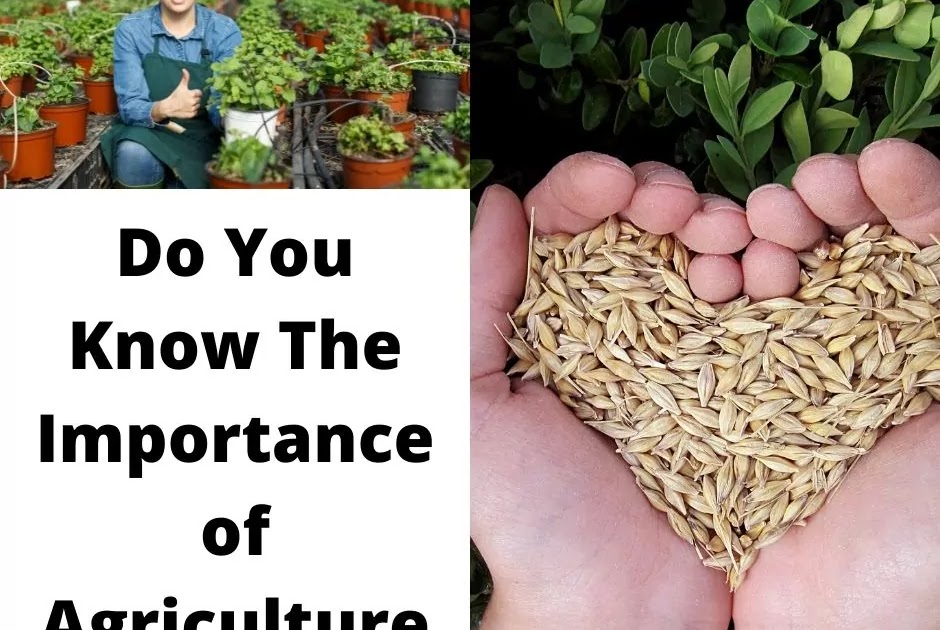 What Is Agriculture And The Importance Of Agriculture 