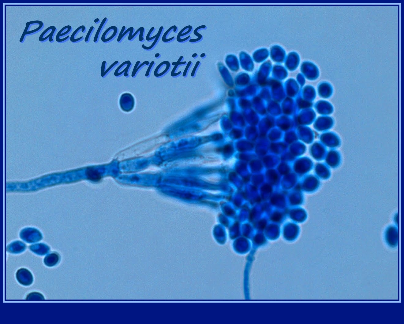 Fun With Microbiology (What's Buggin' You?): Paecilomyces variotii