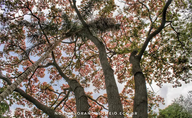 Árvore sapucaia (Lecythis pisonis) e propriedades das castanhas