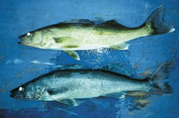 Virginia Tech Ichthyology Class : What happened to the Blue Pike? by ...