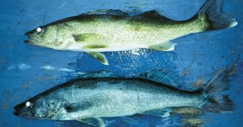 Virginia Tech Ichthyology Class : What happened to the Blue Pike? by ...