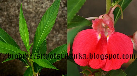 Biodiversity of Sri Lanka: කූඩලු[Kudalu]/Garden balsam/Common balsam ...