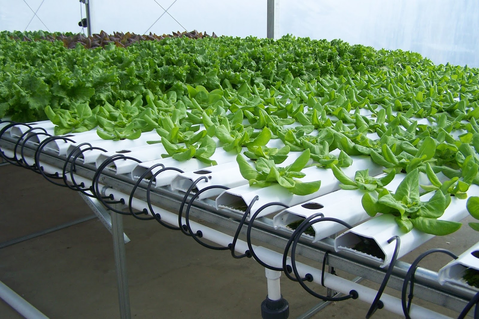 Smart Hydroponic(Aquaponics) Monitoring & Controlling System,Components ...