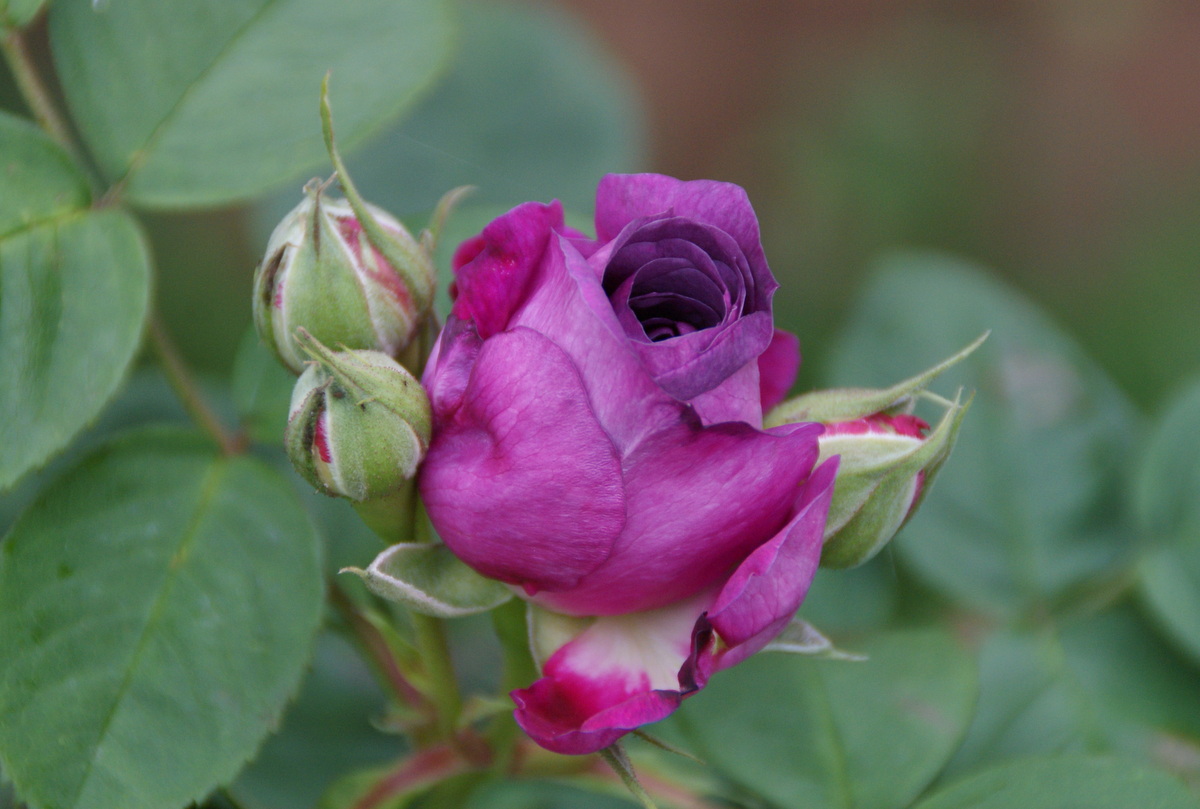 Organic Garden Dreams: March Roses