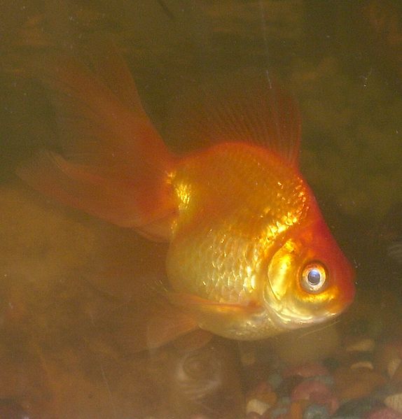 Fish Pictures: Fantail Goldfish - Carassius auratus