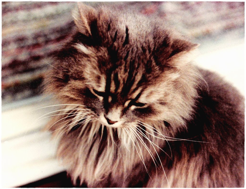 ΠΕΡΣΙΚΕΣ ΓΑΤΕΣ photos - wallpapers (ανανεωμένο) | the fun bank