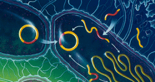 Plasmid dan Episom - Blog Iqbal Ali