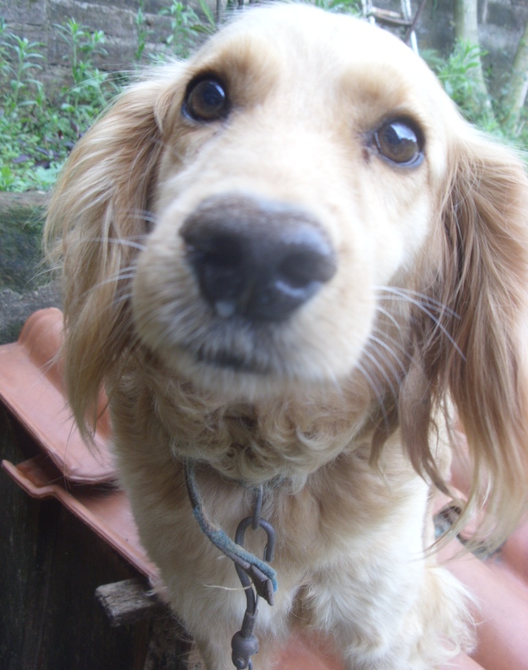 Adote, Não Compre!: ADOTADA EM 25/10/2015!!! LINDA COCKER