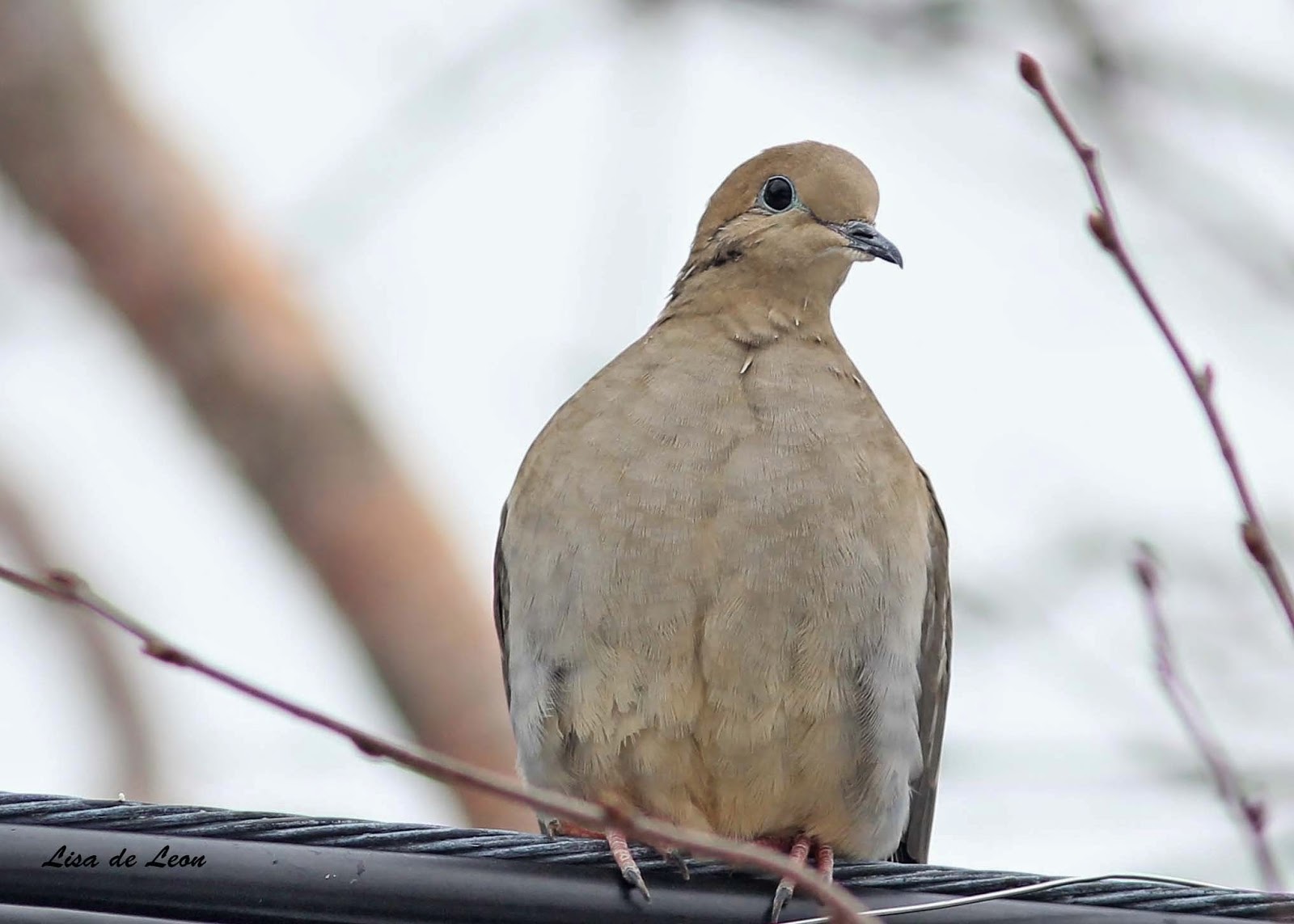 Birding with Lisa de Leon: Year-round Mourning Doves