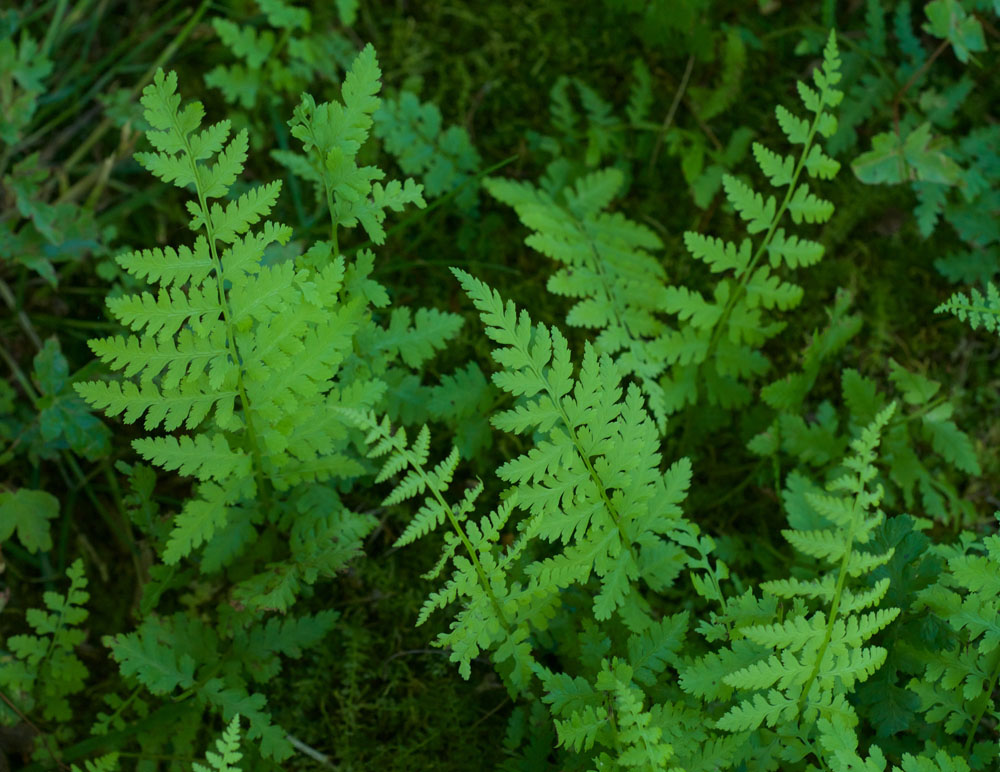 A Picture Each Day: Tiny Ferns