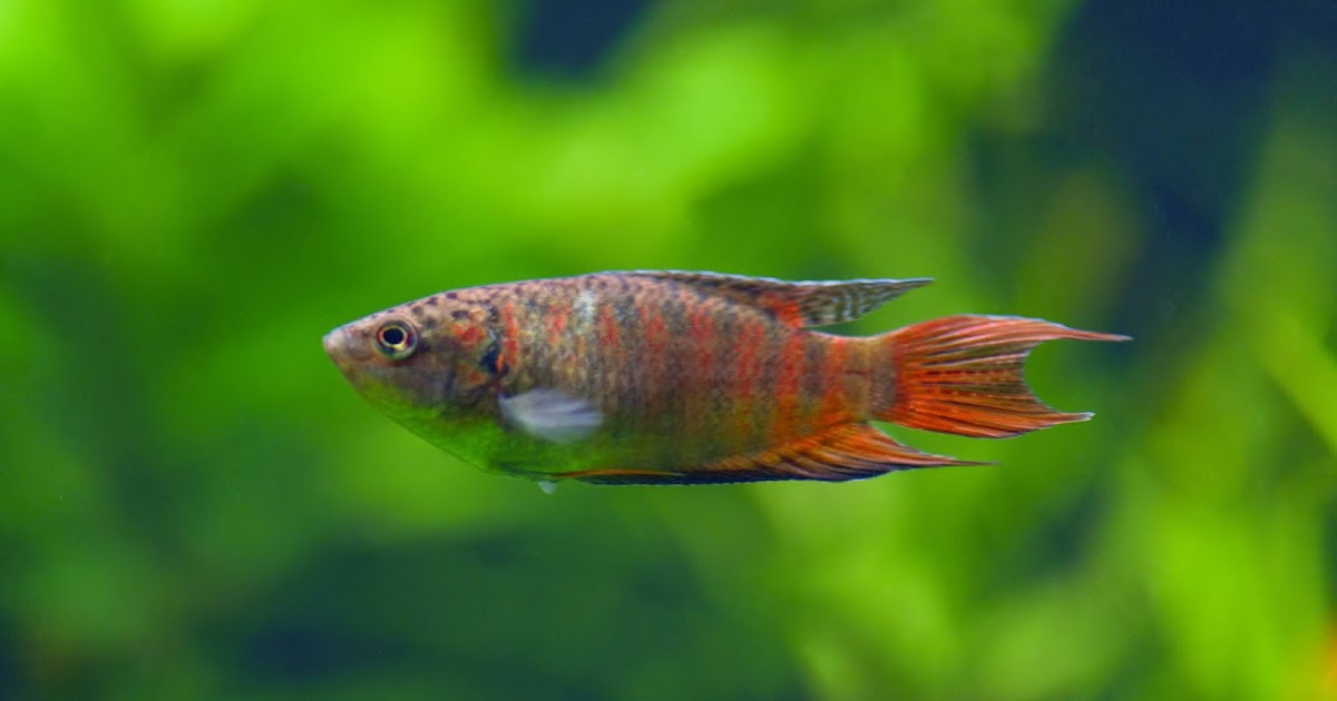 Reproduction of the fish Macropodus Opercularis - fish-hobbyist