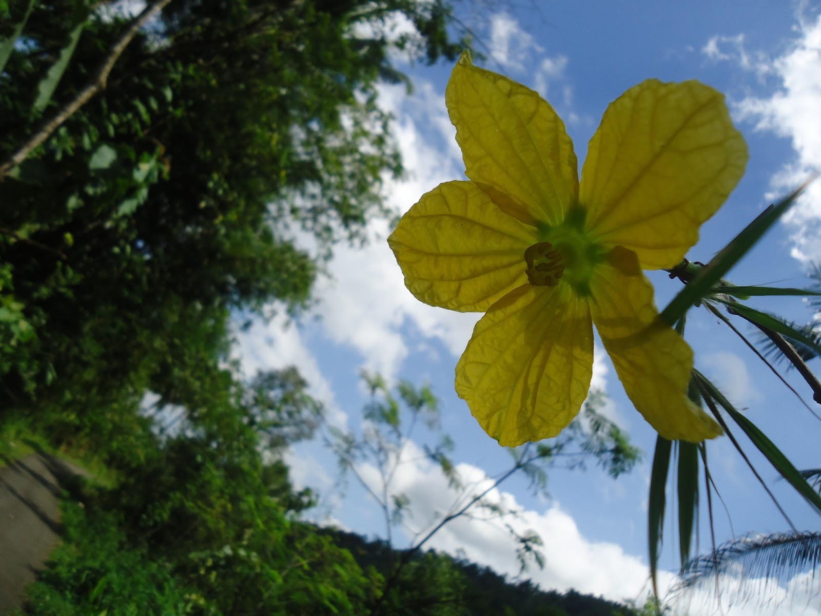 Wallpaper Bunga Labu Kuning di Bukit Menoreh - Rumah Daun Muda