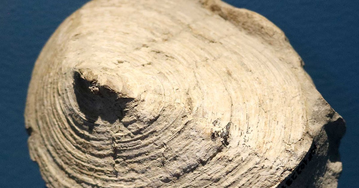 Louisville Fossils and Beyond: Shark Vertebrate Fossil