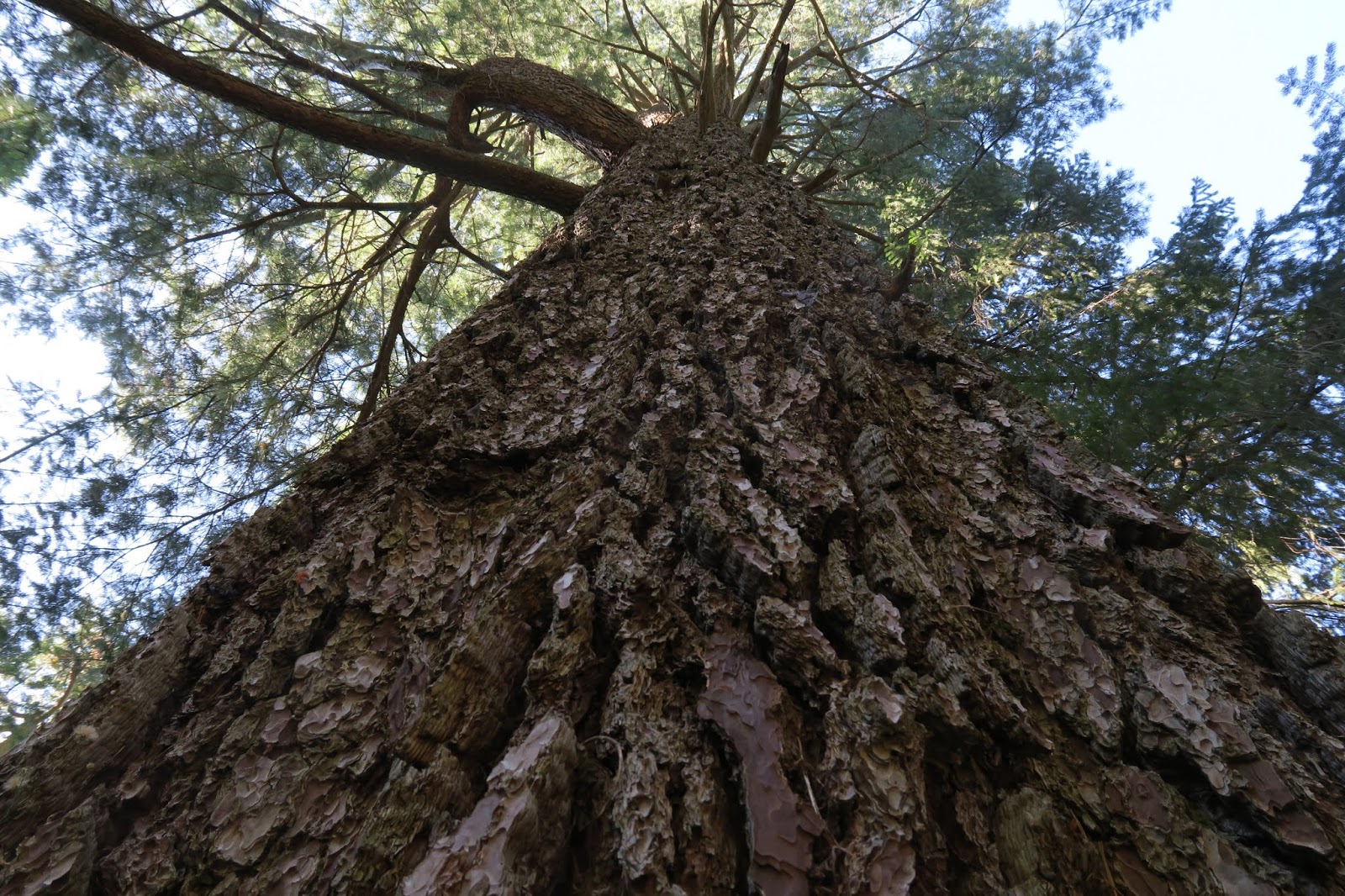 Yuba Trails and Tales