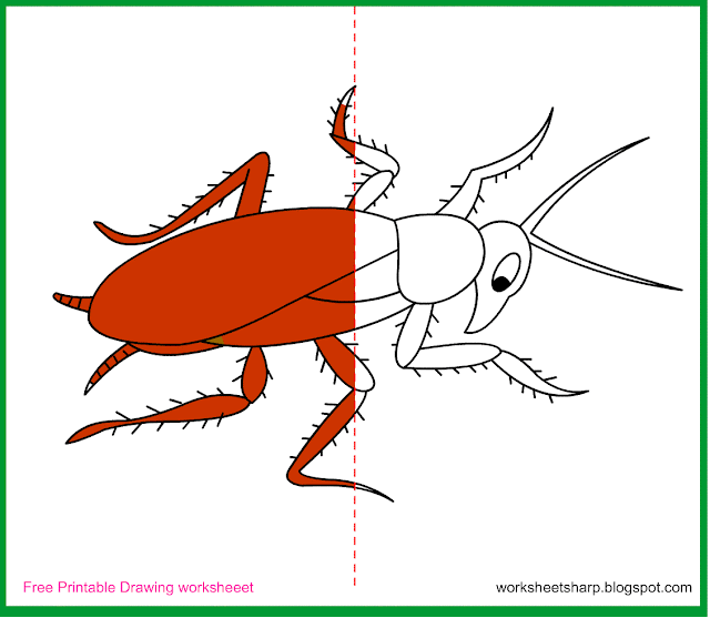 Free Drawing worksheets Printable: Cockroach Drawing worksheets