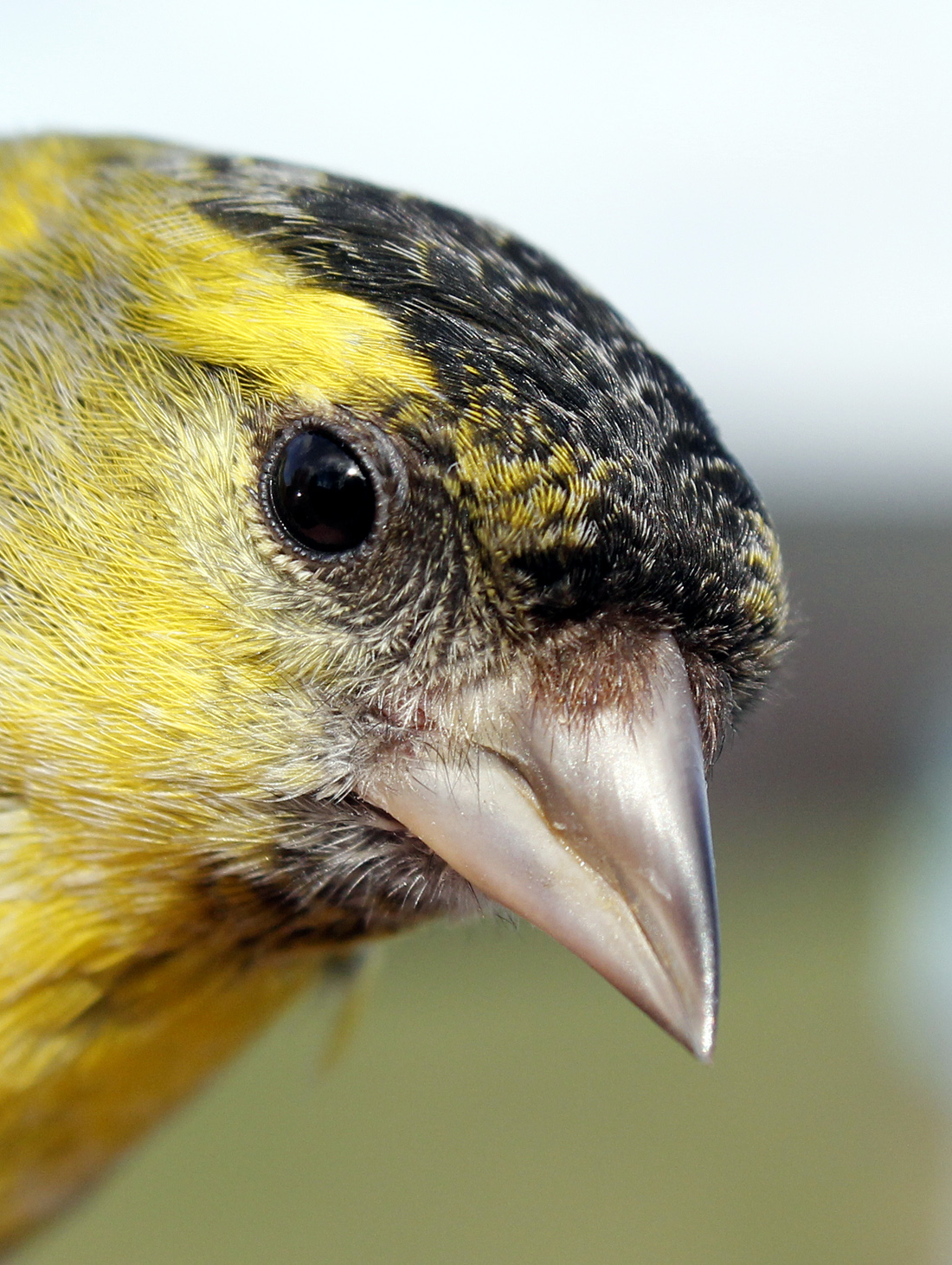 Another Bird Blog: Scotland And A Manchester Connection