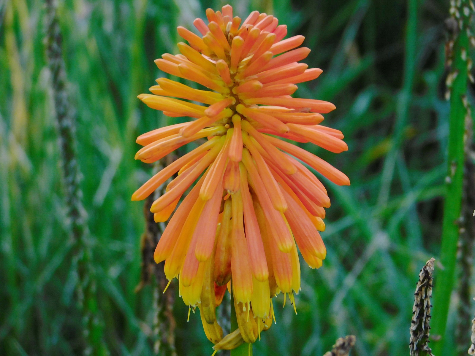 LA MULTI ANI, ROMANIA!: Flori portocalii