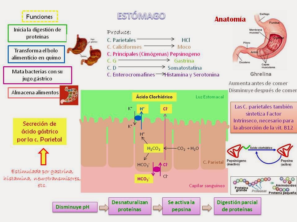 Factor Intrinseco