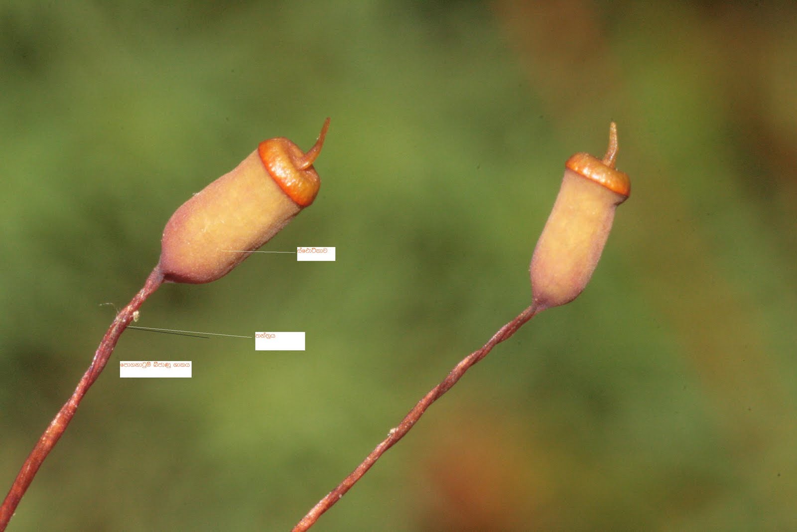 Biology A/L (Sinhala Medium): Bryophyta Pogonatum