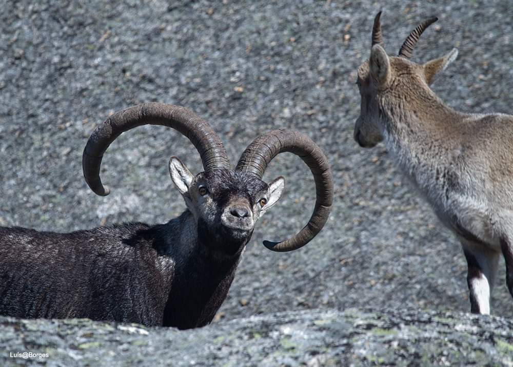Animais - cabra-montesa Ibérica
