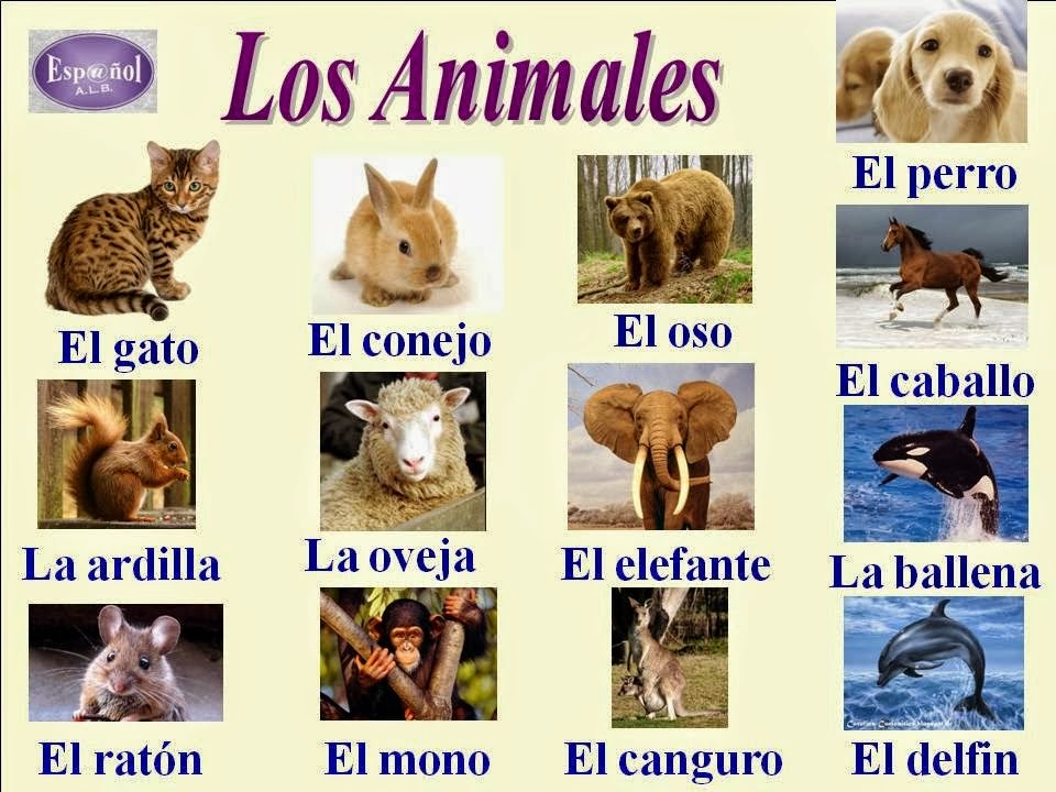 UN POCO LOCO: Los animales. Zwierzęta (POZIOM A1)