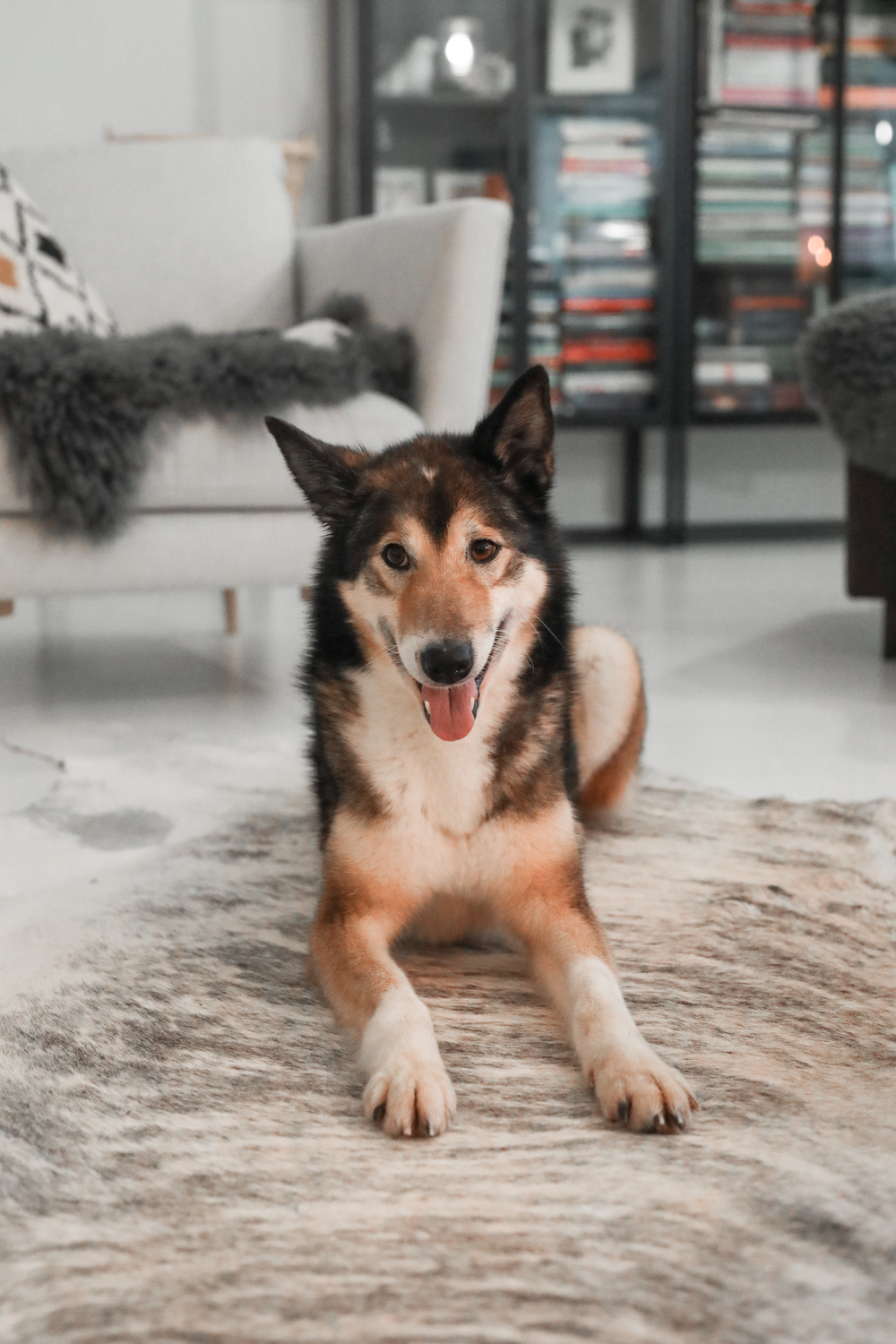 Ihana rescue-koira - terveisiä kotihoidosta! | 100% outdoor