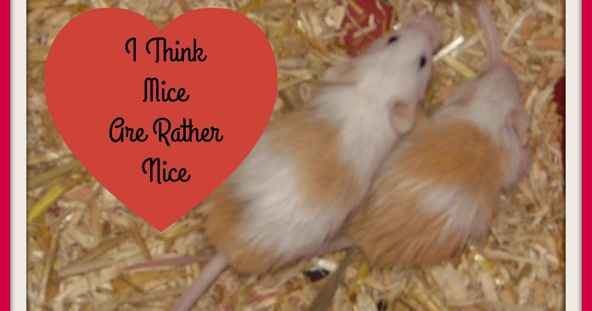 Poem - I Think Mice are Rather Nice - A Net in Time