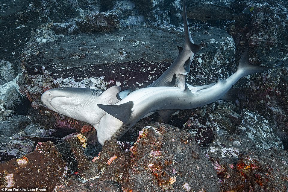 Bagaimana Pasangan Ikan Jerung Mengawan, Gambar-Gambar Luar Biasa ...
