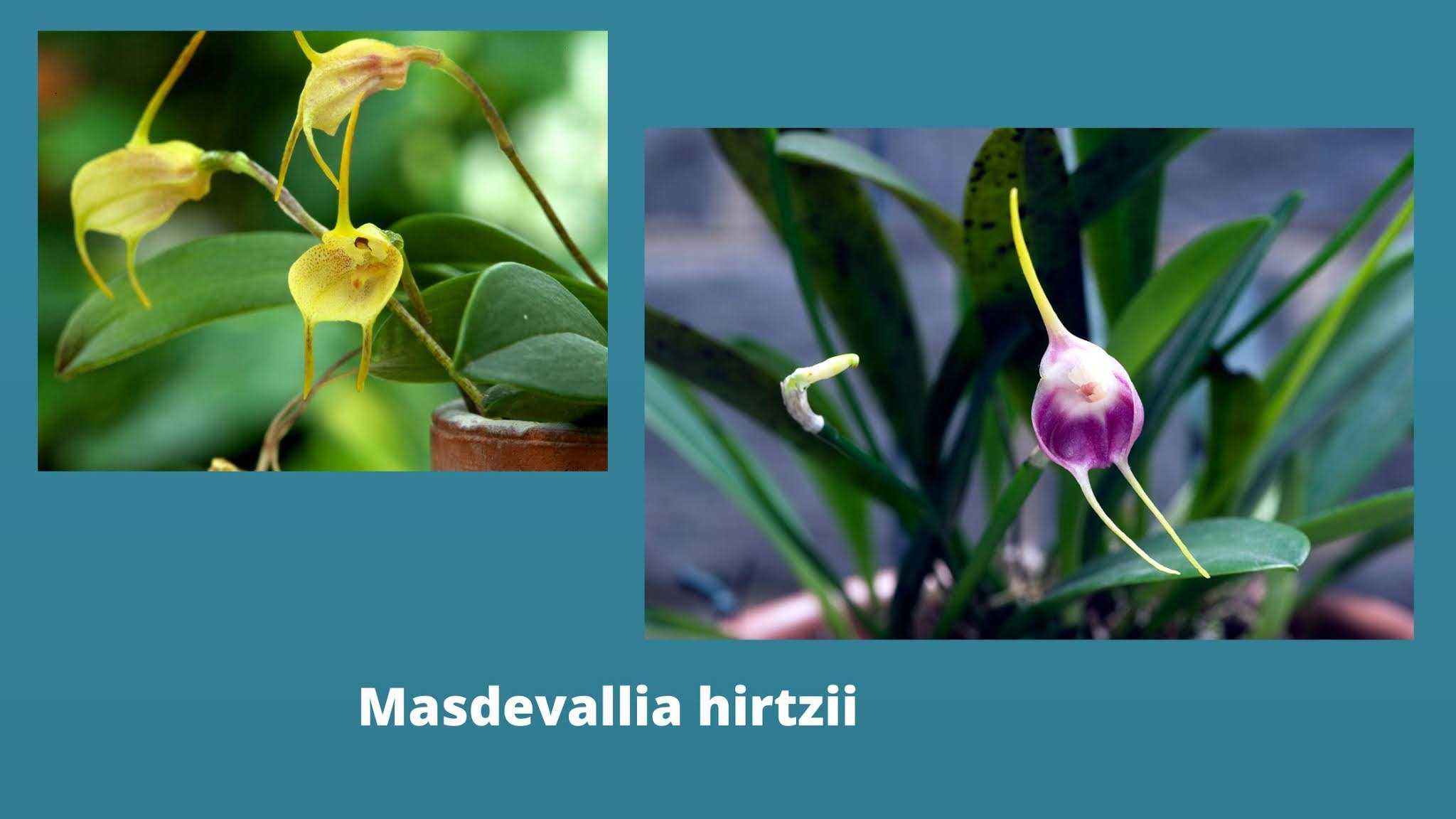 Small and Colorful Masdevallia hirtzii | Best choice for Indoor ...