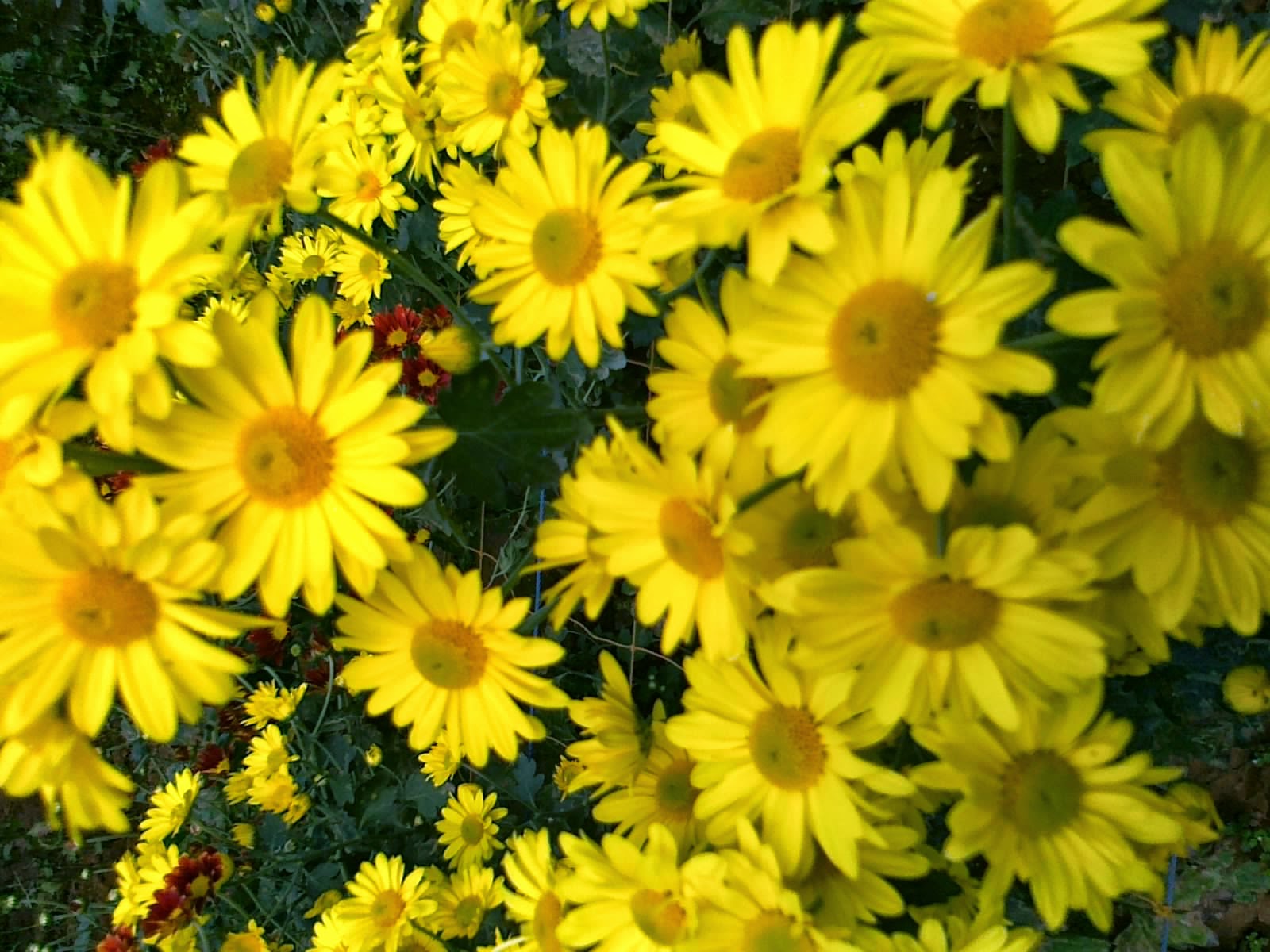 Menanam dan merawat bunga Krisan | Taman Kebun