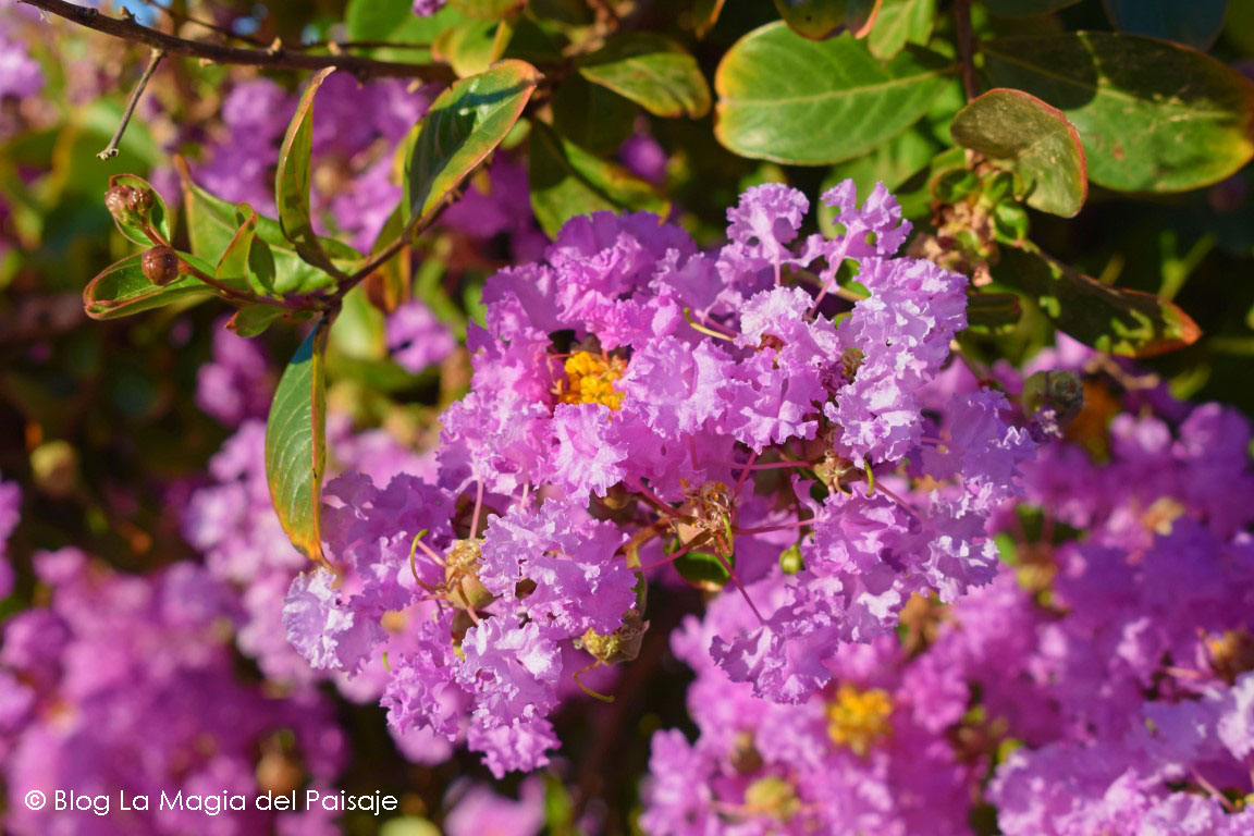 LAGERSTROEMIA INDICA en FLOR, Árbol de Júpiter
