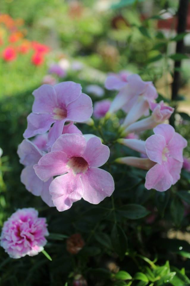 Rumah Bunga Neisha: Si Cantik Stefanot, Tanaman Hias Merambat yang ...