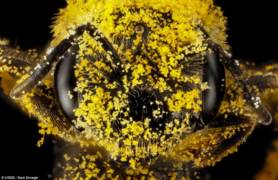 Stunning Macroscopic Pictures Of Bees | Women System