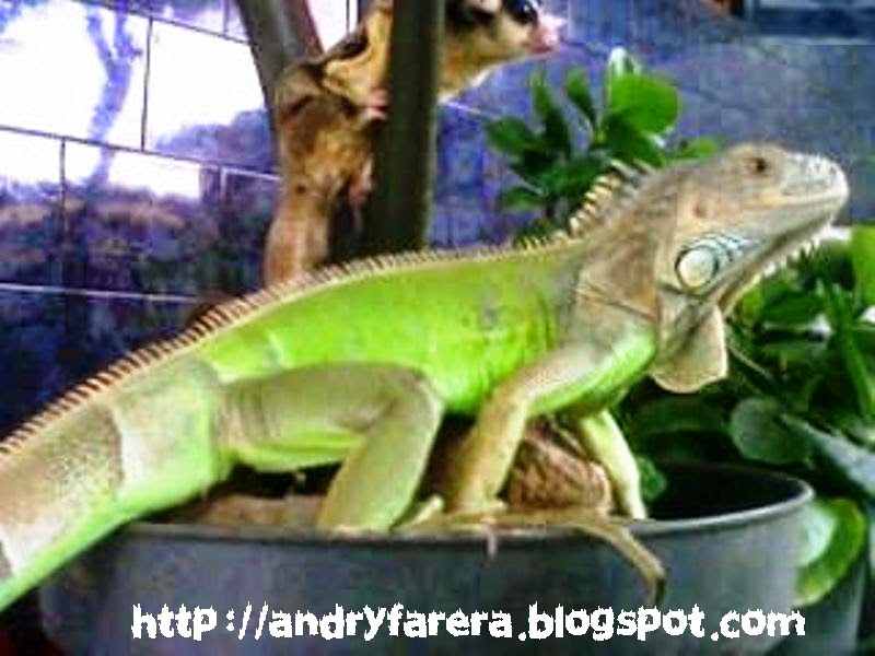 Gallery Reptile : Variasi Warna Iguana