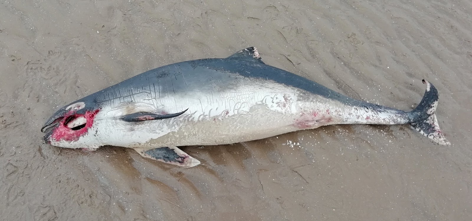 Lancashire and Lakeland Outback Adventure Wildlife Safaris: Purple ...