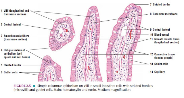 Histologi.Jaringan Epitel | BlogK Putih