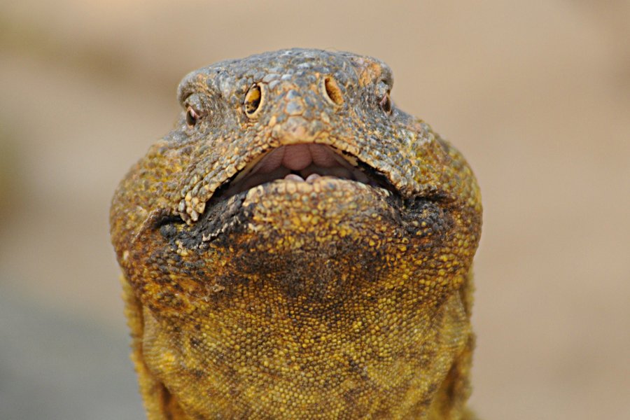 Birds of Saudi Arabia: Arabian Spiny-tailed Lizard - Sabkhat Al Fasl