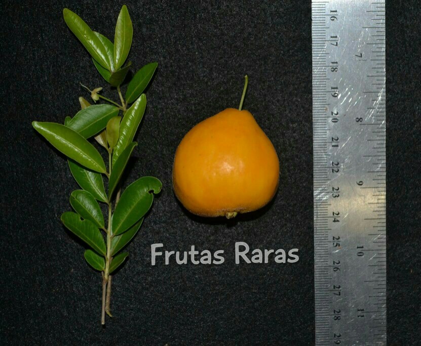 Eugenia pyriformis - Uvaia-piriforme, Uvaia, Uvalha, Uvalha-do-campo