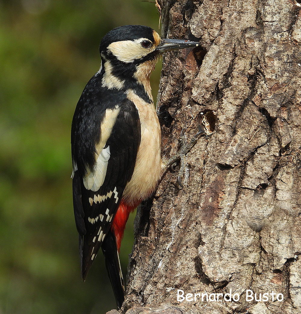 RÍA DE LA VILLA: La pareja de Picapinos